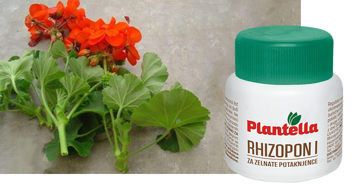 Plantella Rhizopon I, II ili III - Plantella